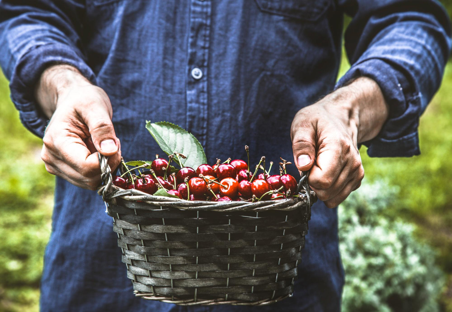 From Farm to Table: Discover Our Fresh Cherry Story