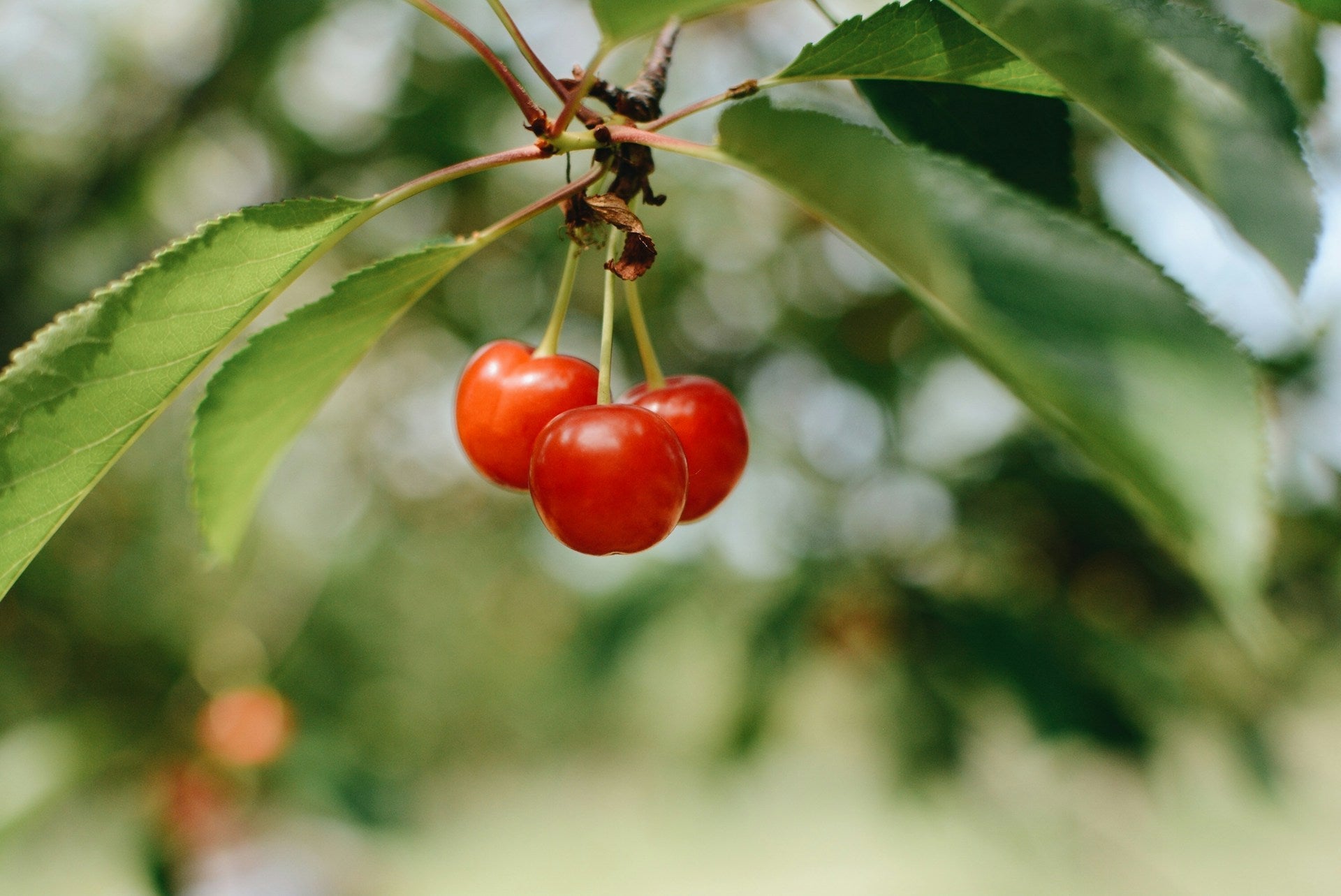 Bugs That Like Cherries and How to Deal with Them